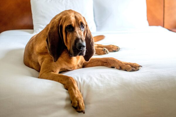 Bloodhound la majestuosa raza de perros sabueso | Perrosss.com