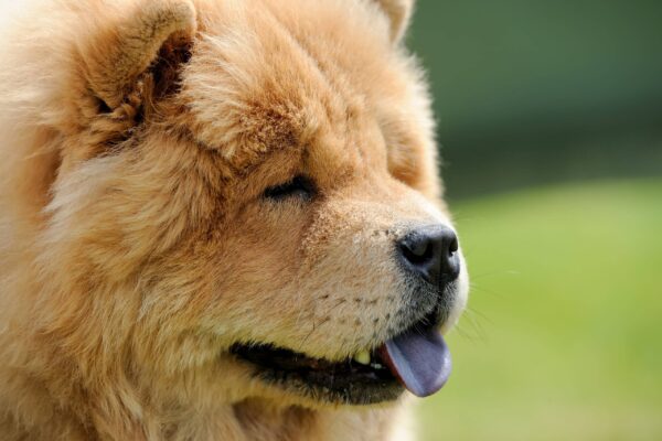 Chow chow | Perrosss.com
