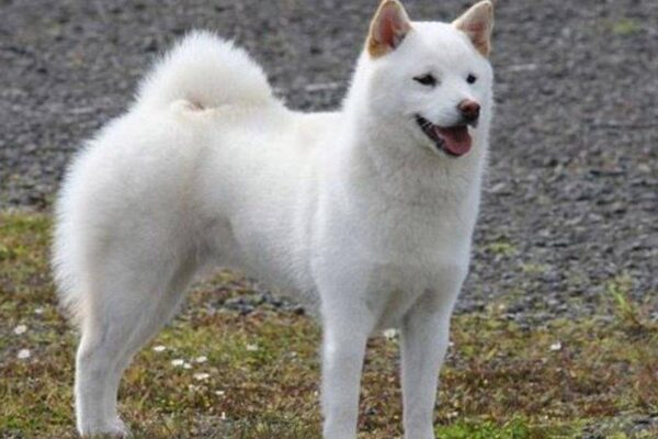 Kishu | Perrosss.com