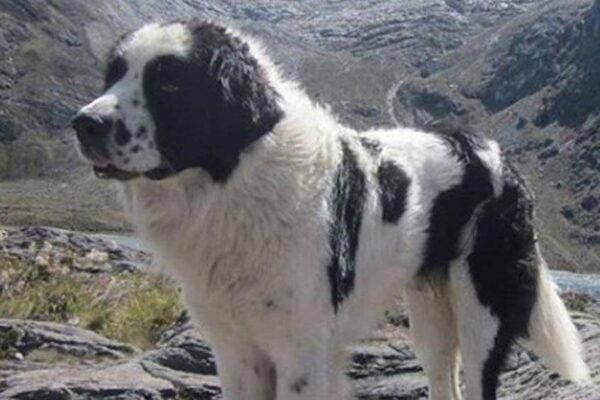 Mucuchíes | Perrosss.com