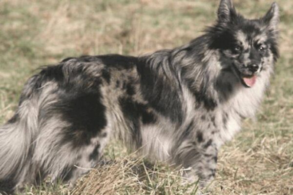 Pastor de los Pirineos de cara rasa | Perrosss.com