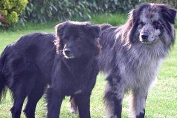 Pastor de los Pirineos de cara rasa | Perrosss.com