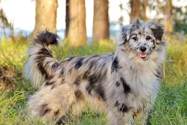 Pastor de los Pirineos de cara rasa | Perrosss.com