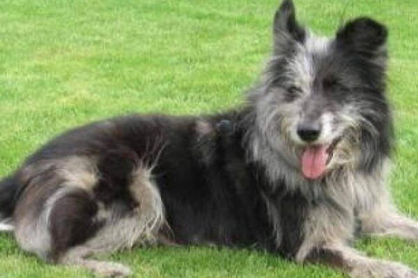 Pastor de los Pirineos de cara rasa | Perrosss.com