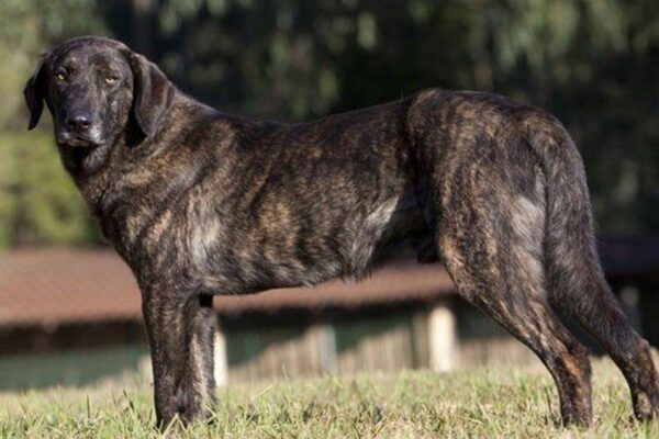 Perro de Castro Laboreiro | Perrosss.com