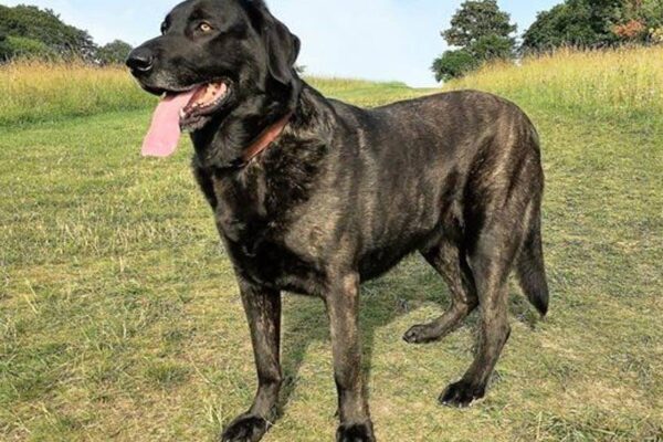 Perro de Castro Laboreiro | Perrosss.com