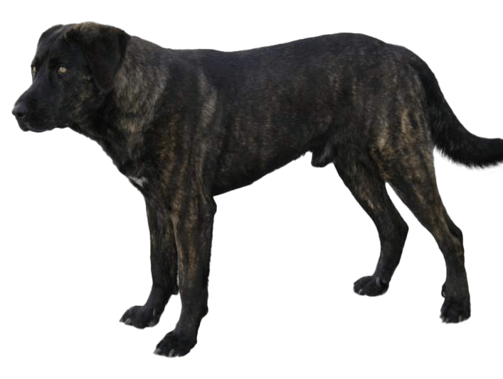 Perro de Castro Laboreiro | Perrosss.com