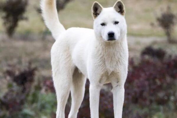 Perro de Chindo - Perrosss.com